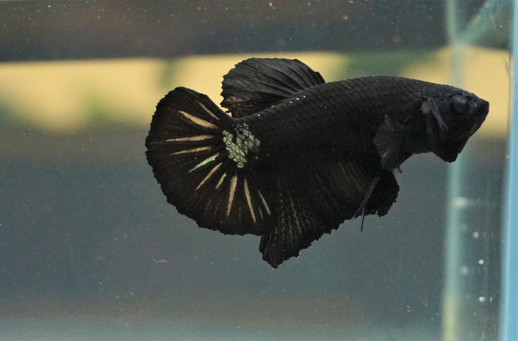 High Premium Grade Midnight Black & Gold HMPK – Premium Bettas EJE