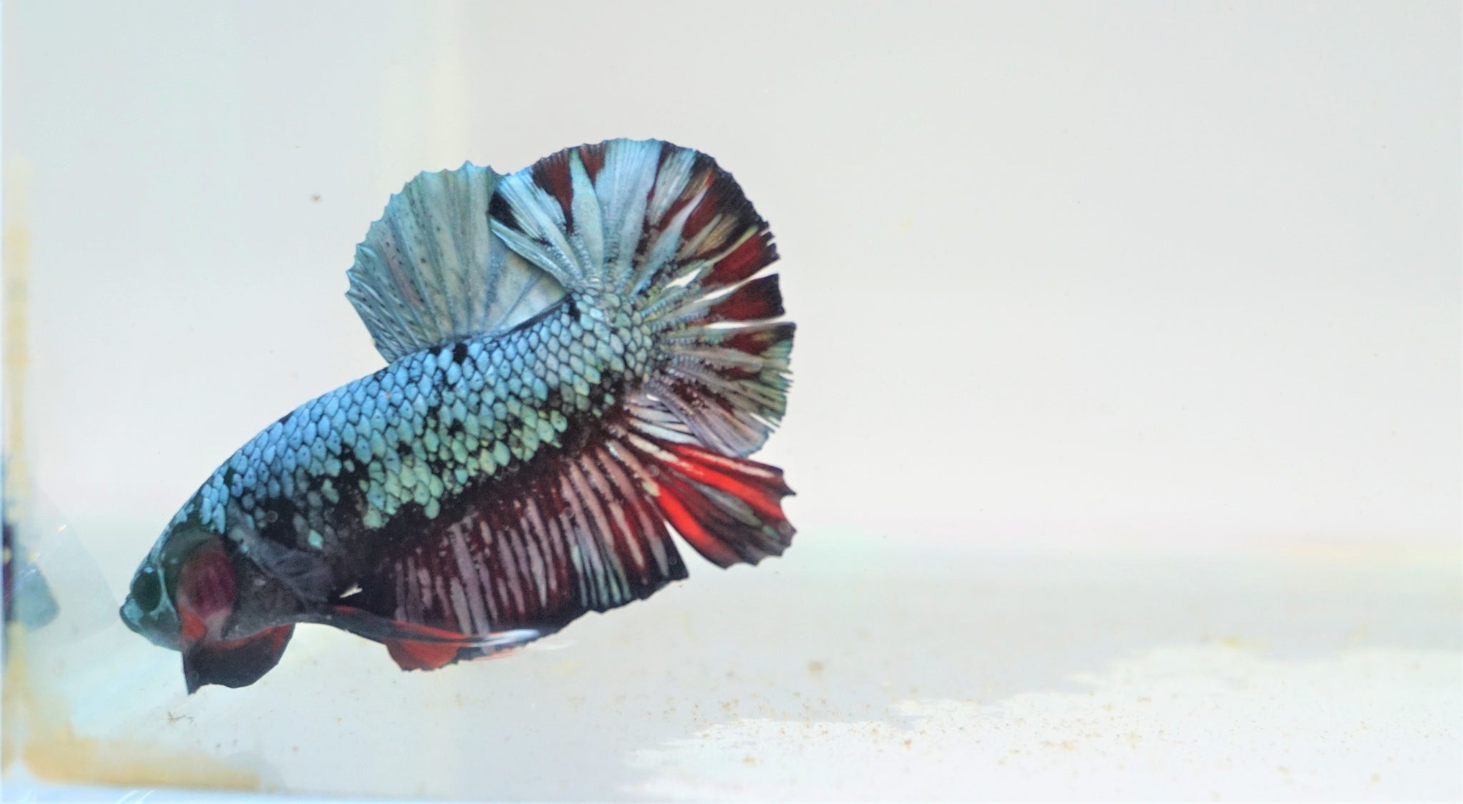 blue dragon betta hmpk