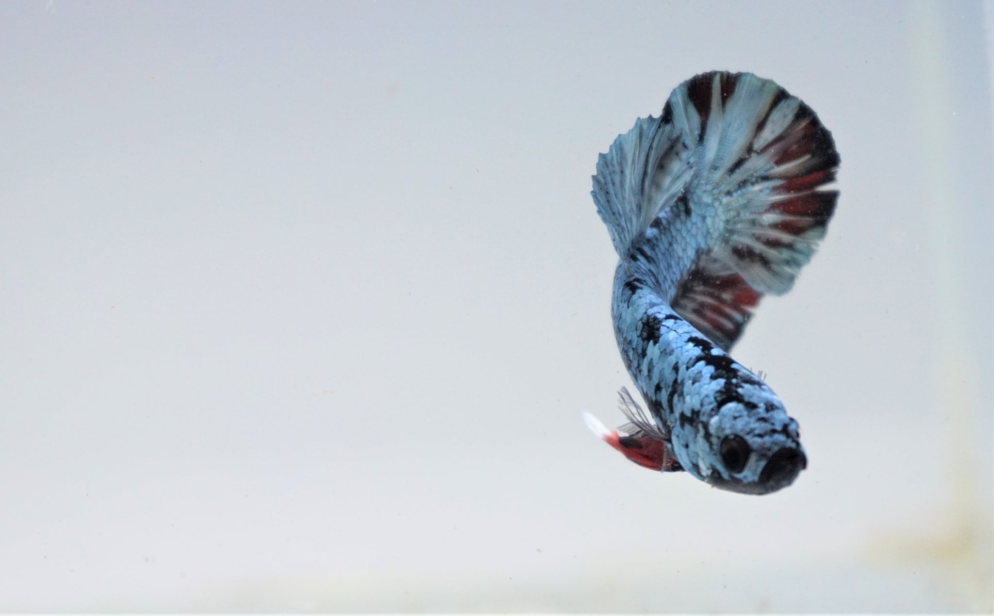 Ultra Rare High Premium Grade Turquoise Samurai Avatar HMPK – Premium ...